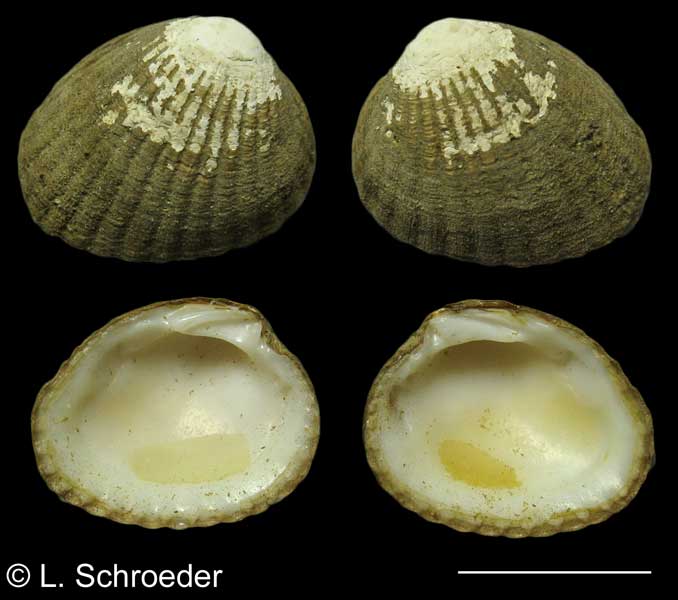 Bivalves - Astartidae, Carditidae